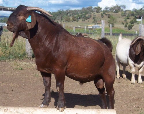 Fullblood Red Boers – Yarrabee Boer Goats