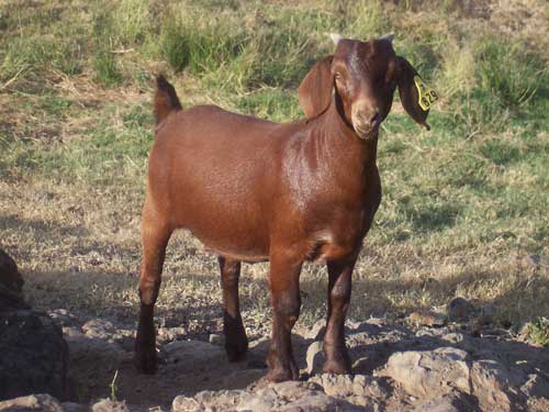 Fullblood Red Boers – Yarrabee Boer Goats