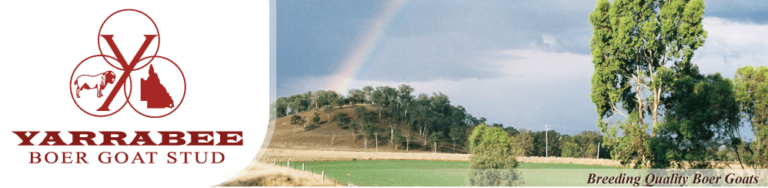 Yarrabee Boer Goats