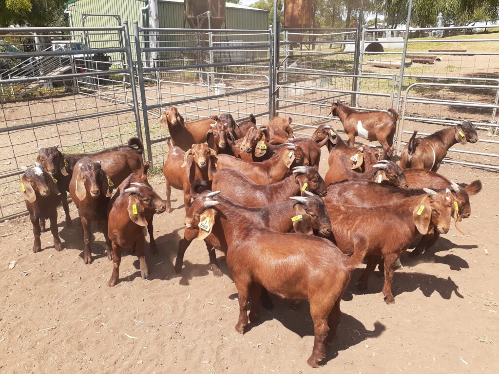 Fullblood Red Boers – Yarrabee Boer Goats